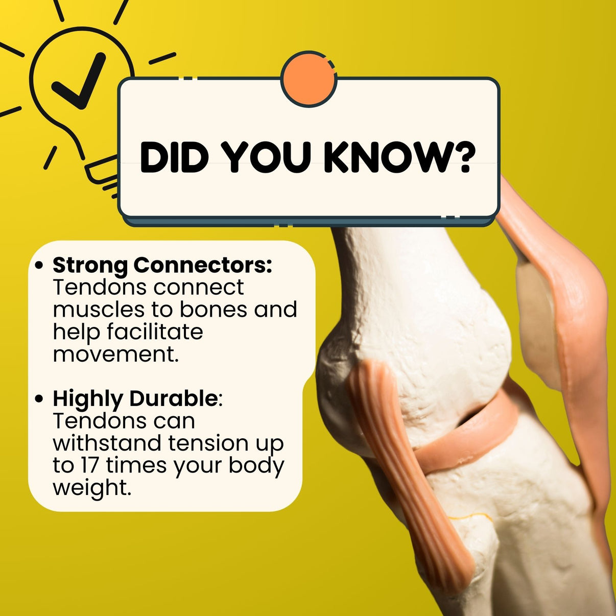 Fortend 20's Controls Inflammation Repairs Tendon & Protects Tendon ECM ...